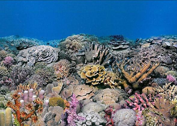 Laut & Kita: Terumbu Karang dalam Perkembangan Bioteknologi di Indonesia