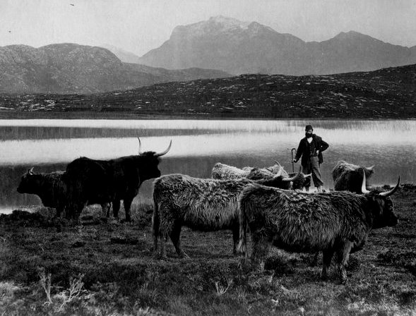 Tour Scotland: Old Photograph Crofter With Highland Cattle In Wester ...