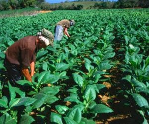 KANDUNGAN DAN MANFAAT TEMBAKAU - CARA BUDIDAYA