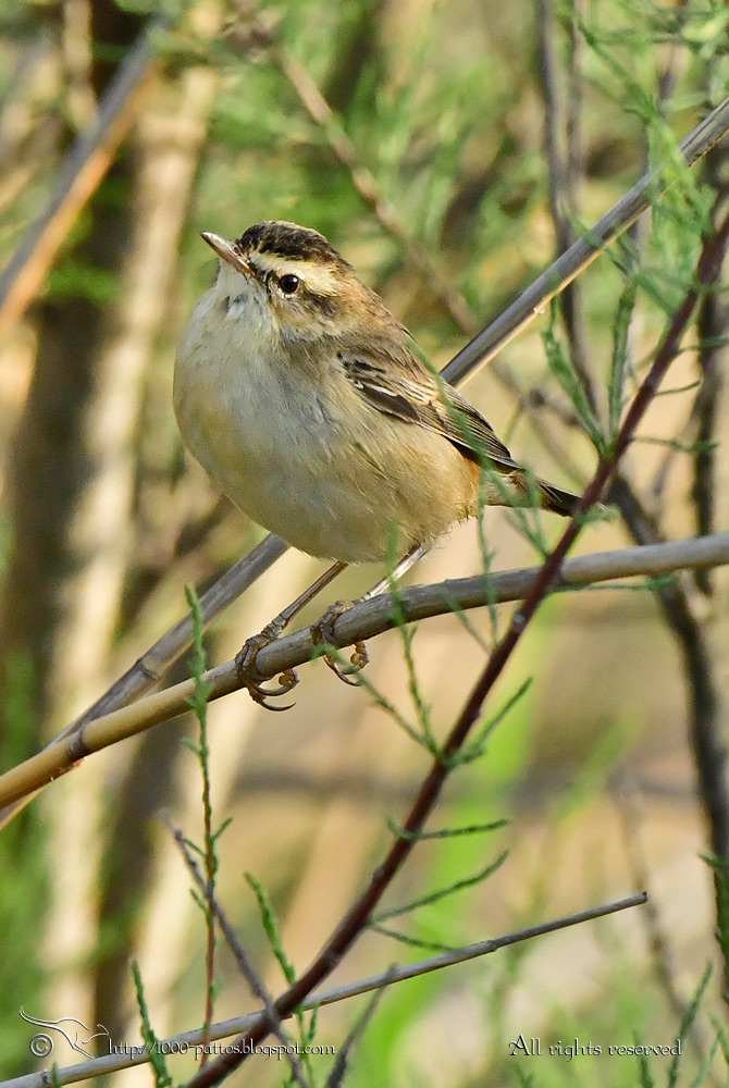 WILDLIFE GATEWAY: Dans la famille des Acrocephalidae, je veux...