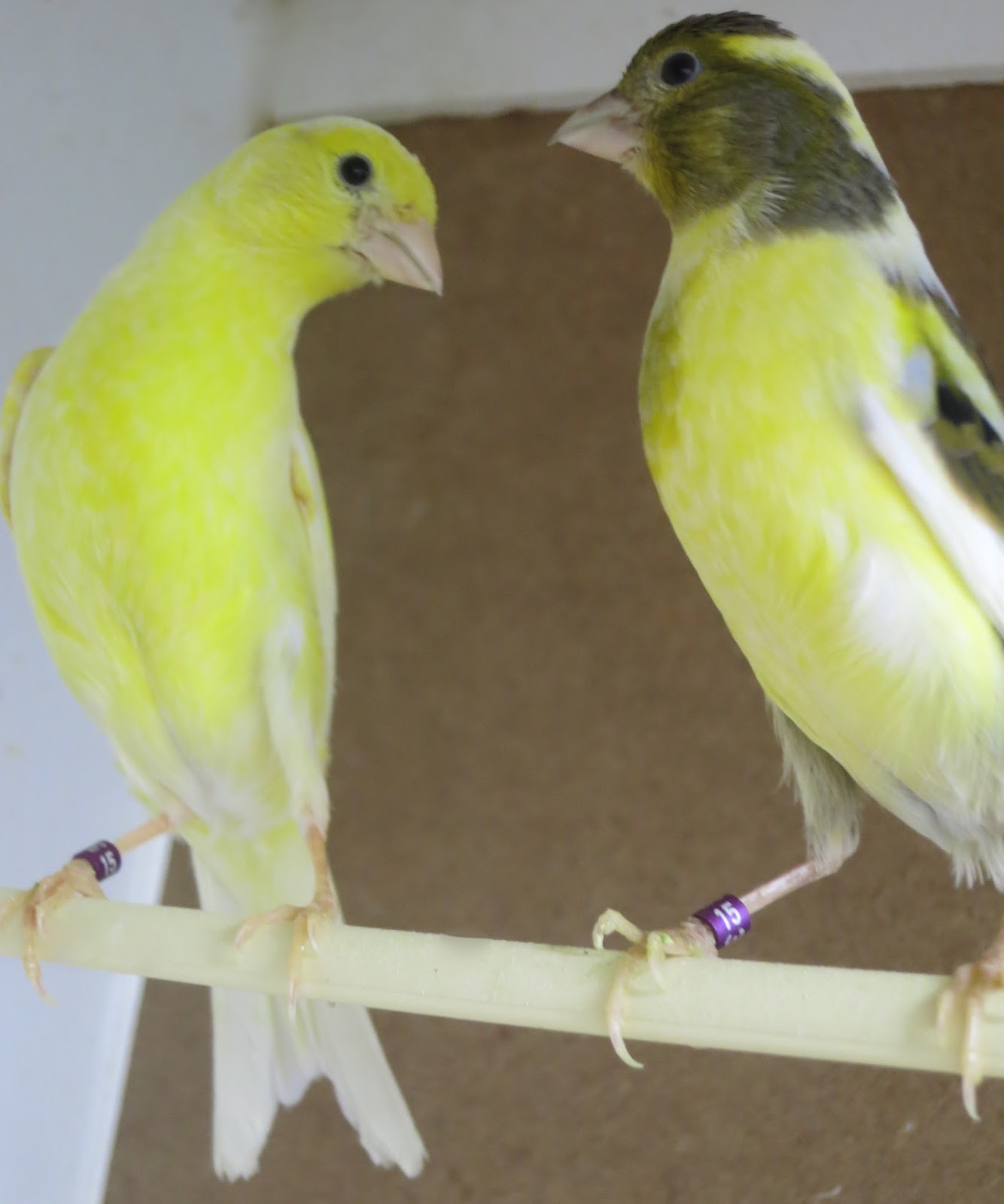 Canary Tales: Oh No! Irish Fancy Hens Hint of Developing Brood Patch Part 1