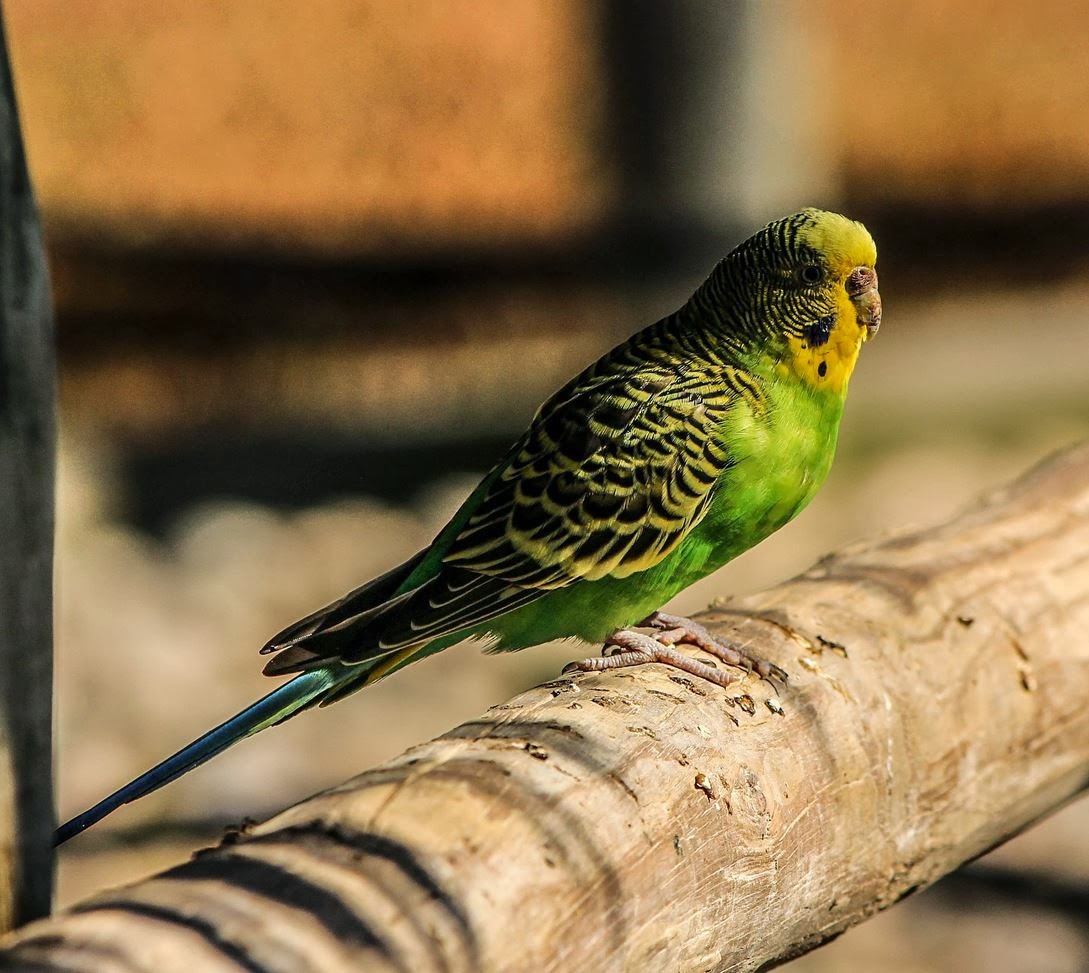 Ilmaisia kuvituskuvia: Vihreä undulaatti