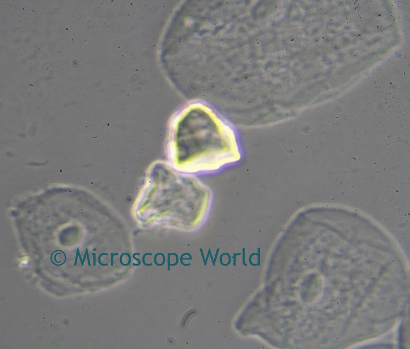 Microscope World Blog: Cheek Cells under the Microscope