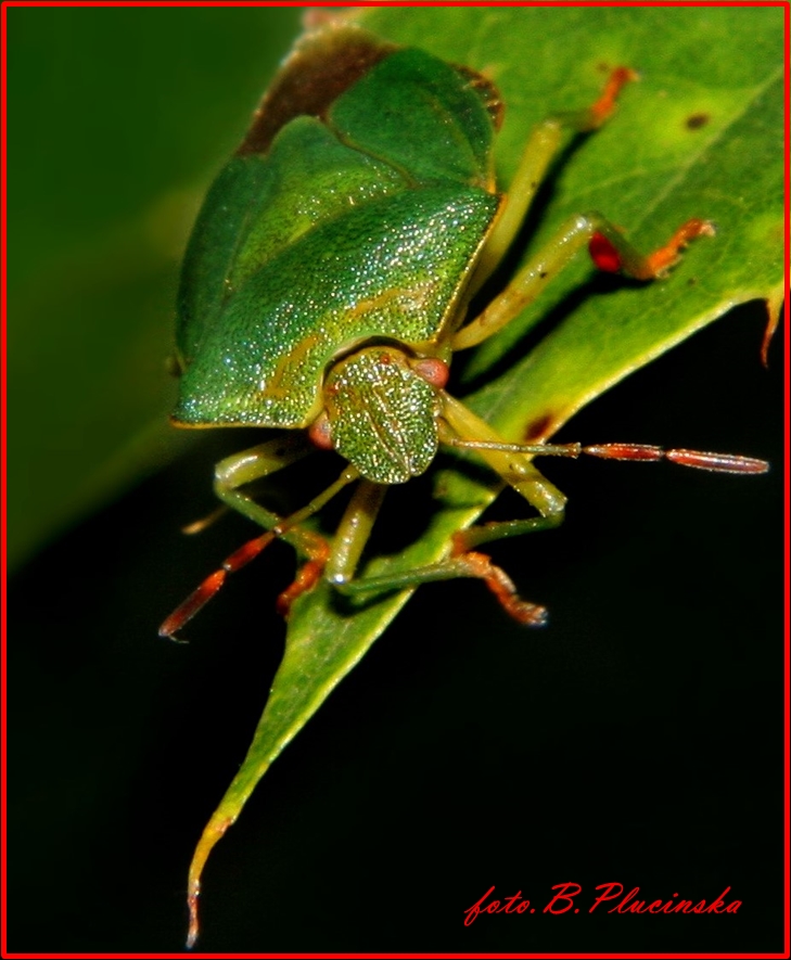 Borelioza - Barbara Plucinska - choroba z LYME: Neuroborelioza 2010 ...
