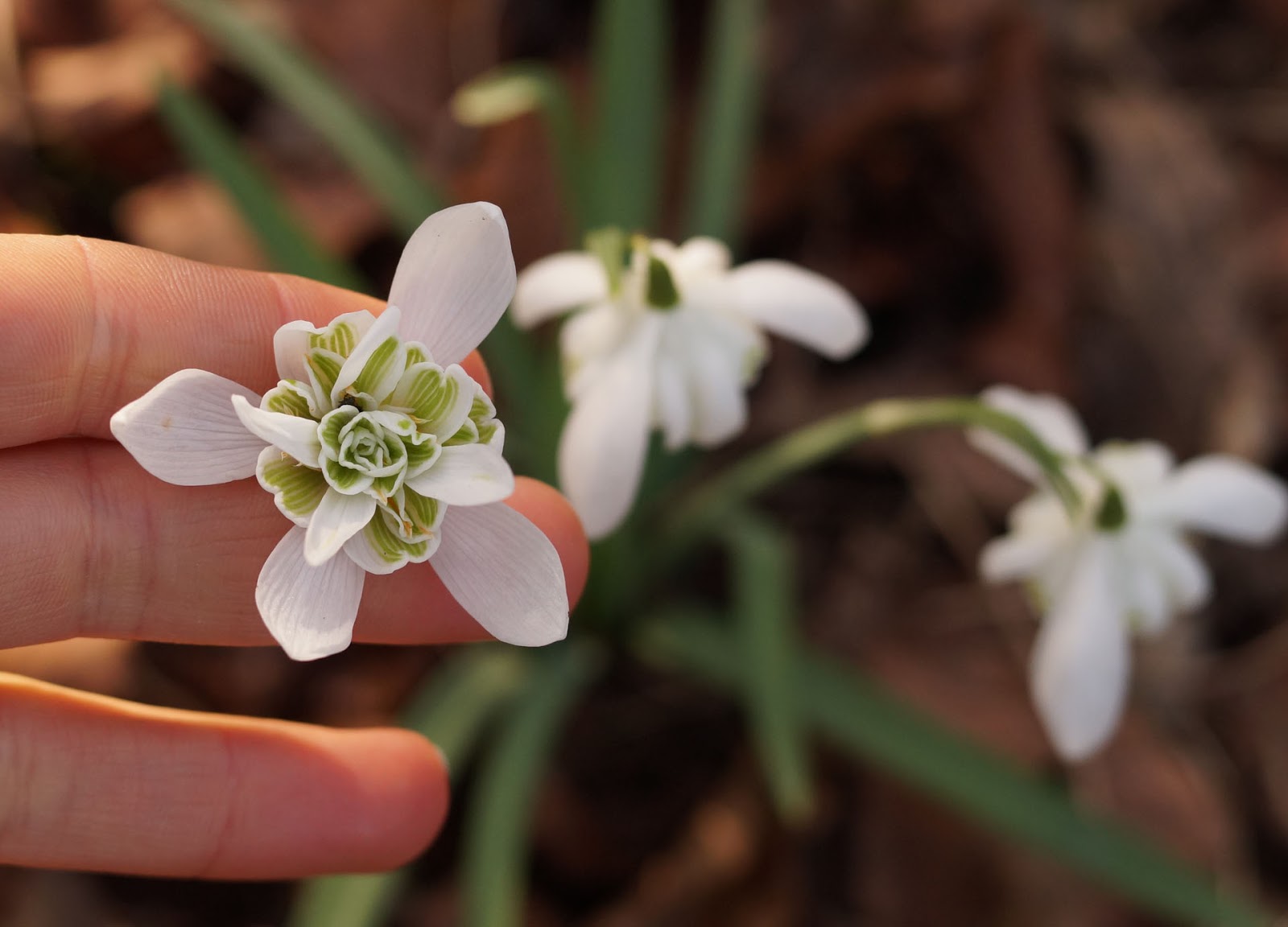 The appearance of snowdrops - Sophie in the Sticks