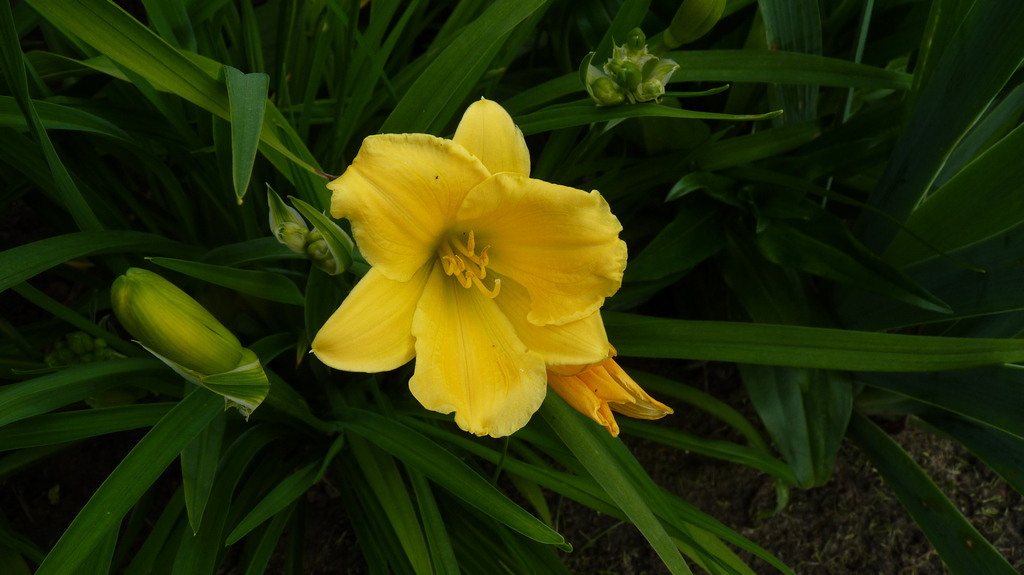 Høneballehaven på Samsø og Hellerupvej på Fyn: Dagliljer/hemerocallis