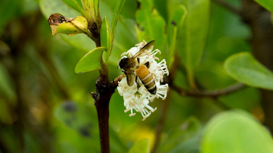 সুন্দরবনের গরান ফুলের মধু - Honey Dot Com