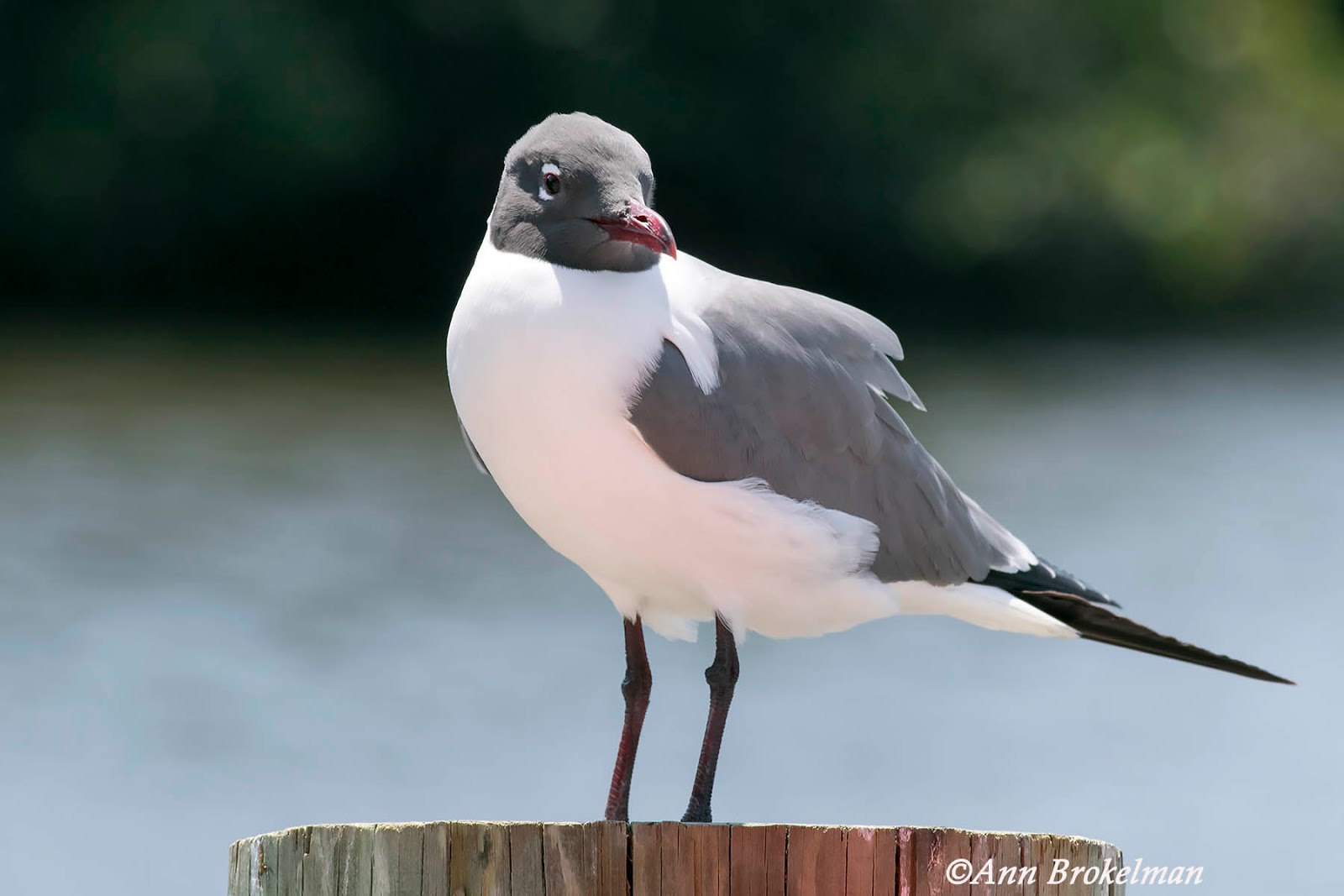 Ann Brokelman Photography: Laughing Gulls in Florida