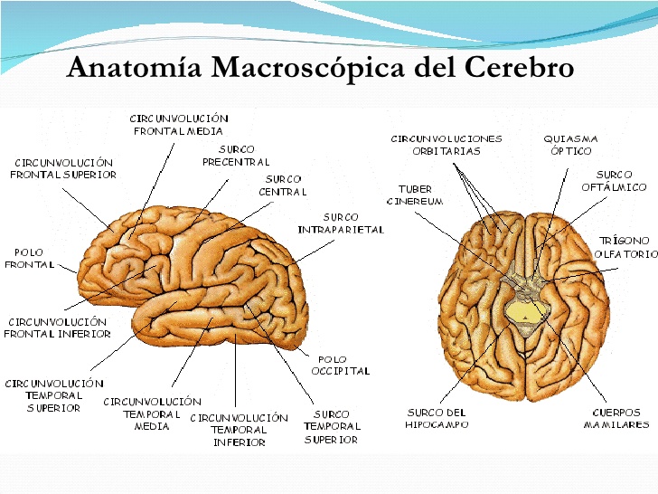 Anatomía: Algunas subdivisiones de la Anatomía