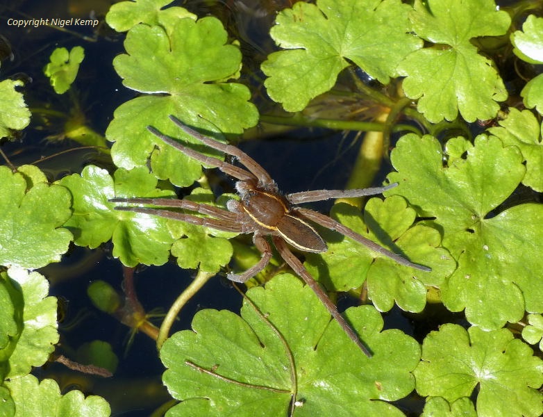 East Sussex Wanderer: Basking Fen Raft Spiders