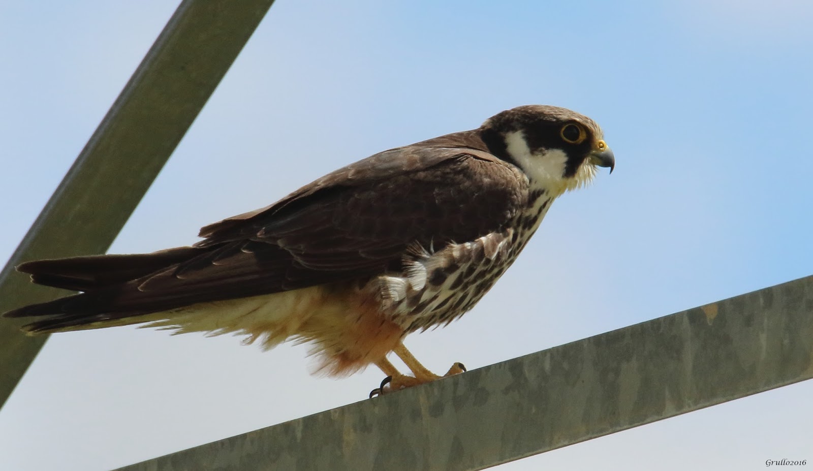 SEO-Salamanca: Ave de Agosto: El Alcotán Europeo (Falco subbuteo)