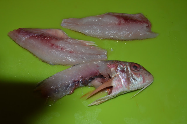 Oppdag Fisk!: Mulle/Striped Red Mullet/Mullus Surmuletus