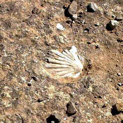 L'angolo della Geologia: Calcarenite - Rocce sedimentarie