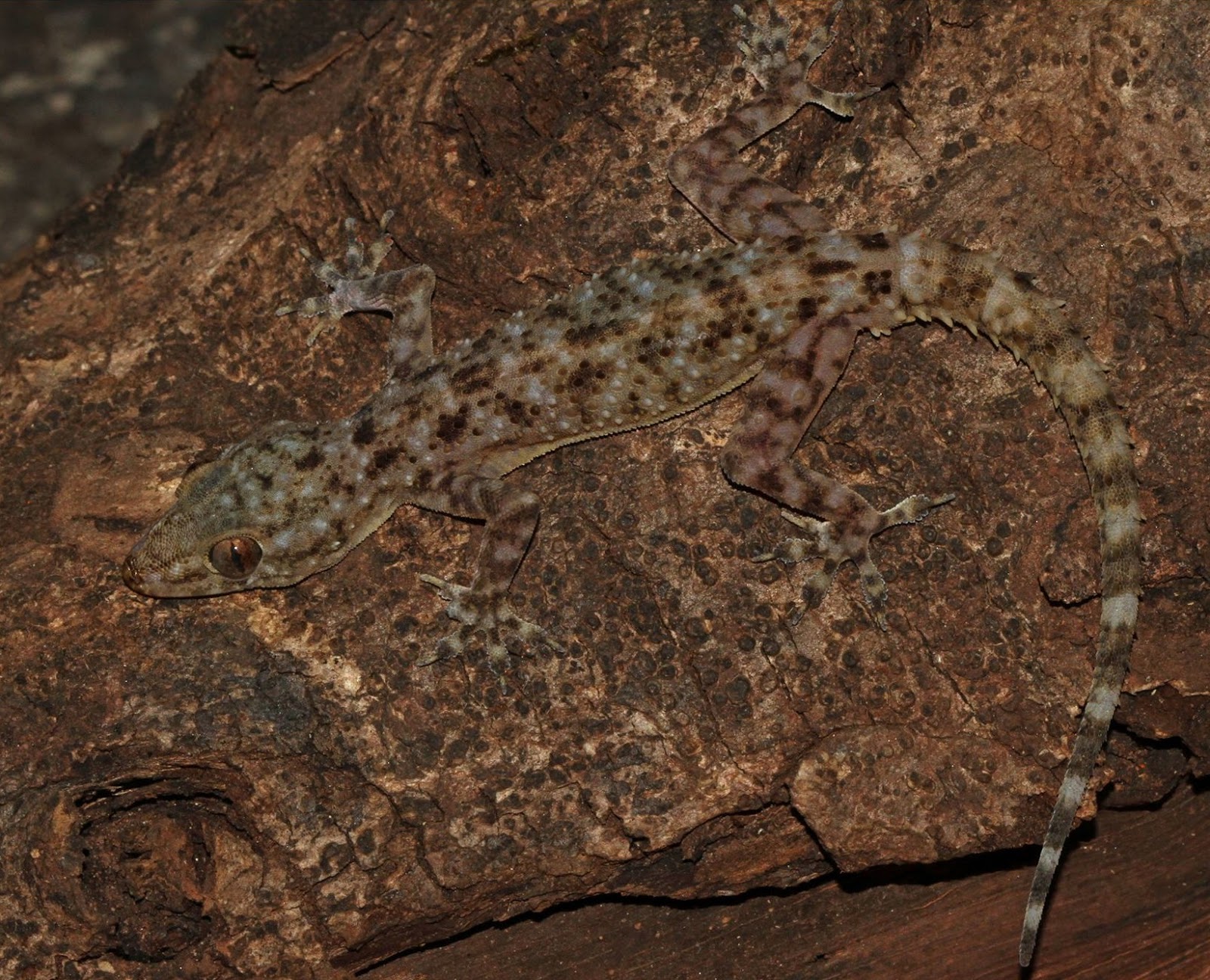 Species New to Science: [Herpetology • 2017] Hemidactylus chipkali • A ...