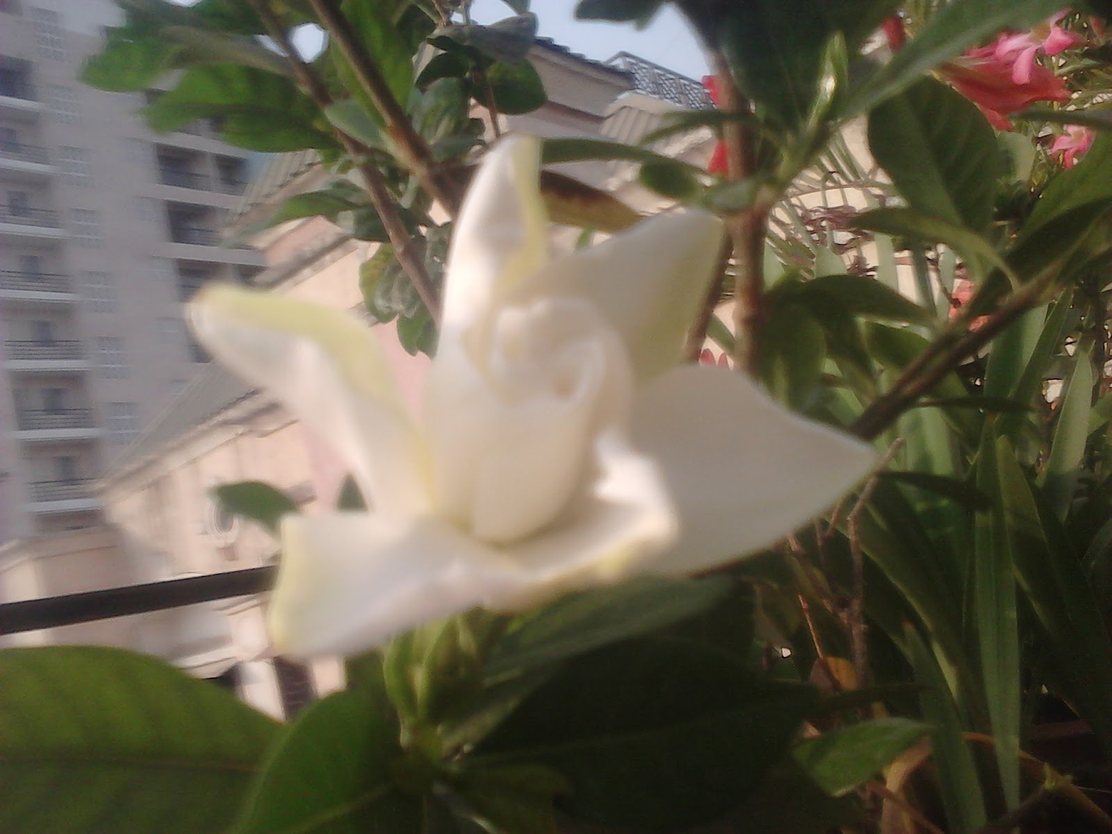 Garden Care Simplified: Fragrant Anant Gardenia Flowers for West and ...
