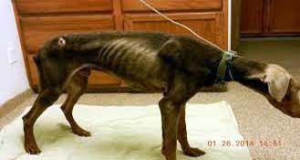 Four legged friends (and enemies): No jail time Chad Sills who turned ...