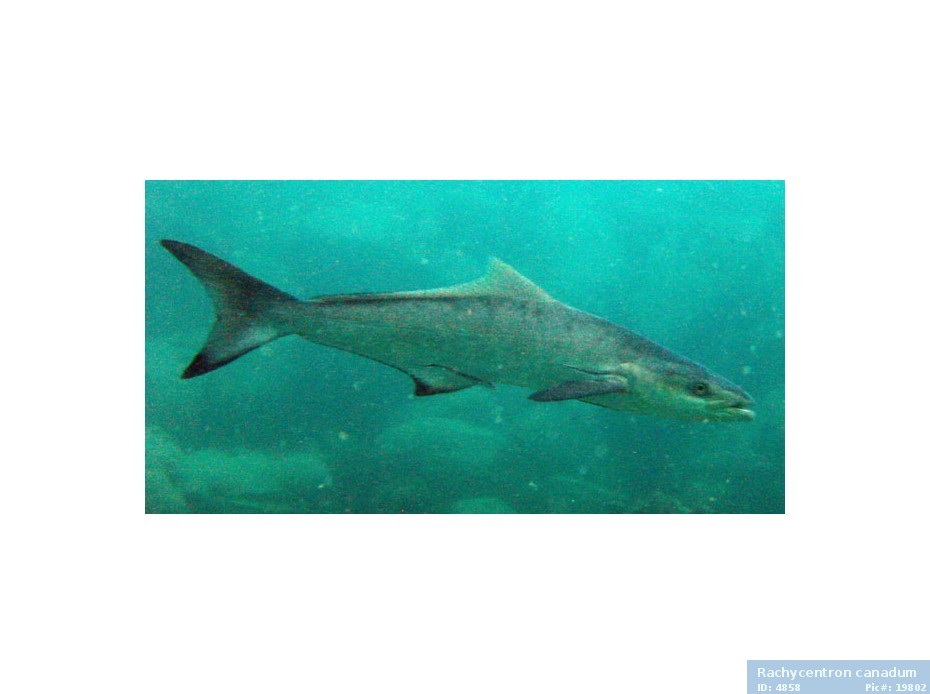 SPINNING A CUBA CON AMICI