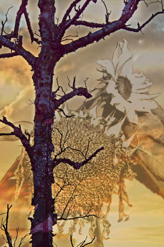 East Gwillimbury CameraGirl: Fading Memory/ Creative Exchange