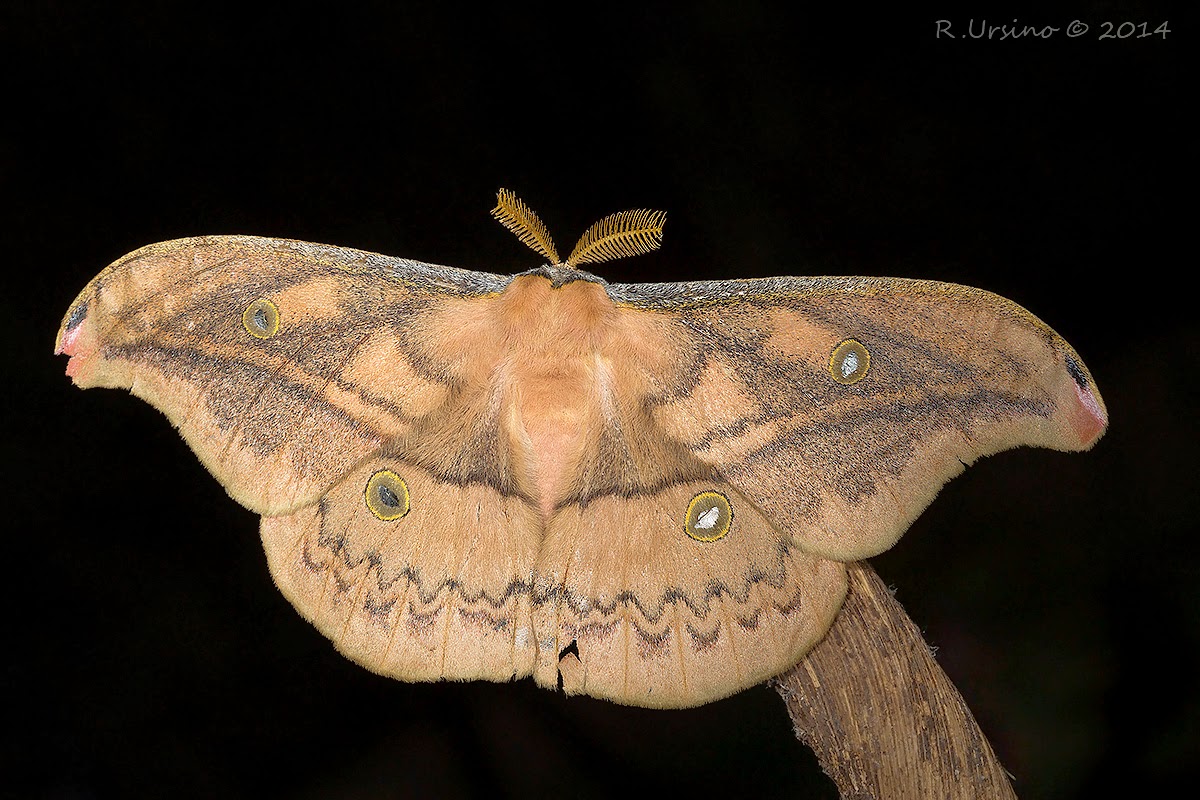 Descubriendo Lepidópteros: Copaxa flavina miranda ( Draudt, 1929 )