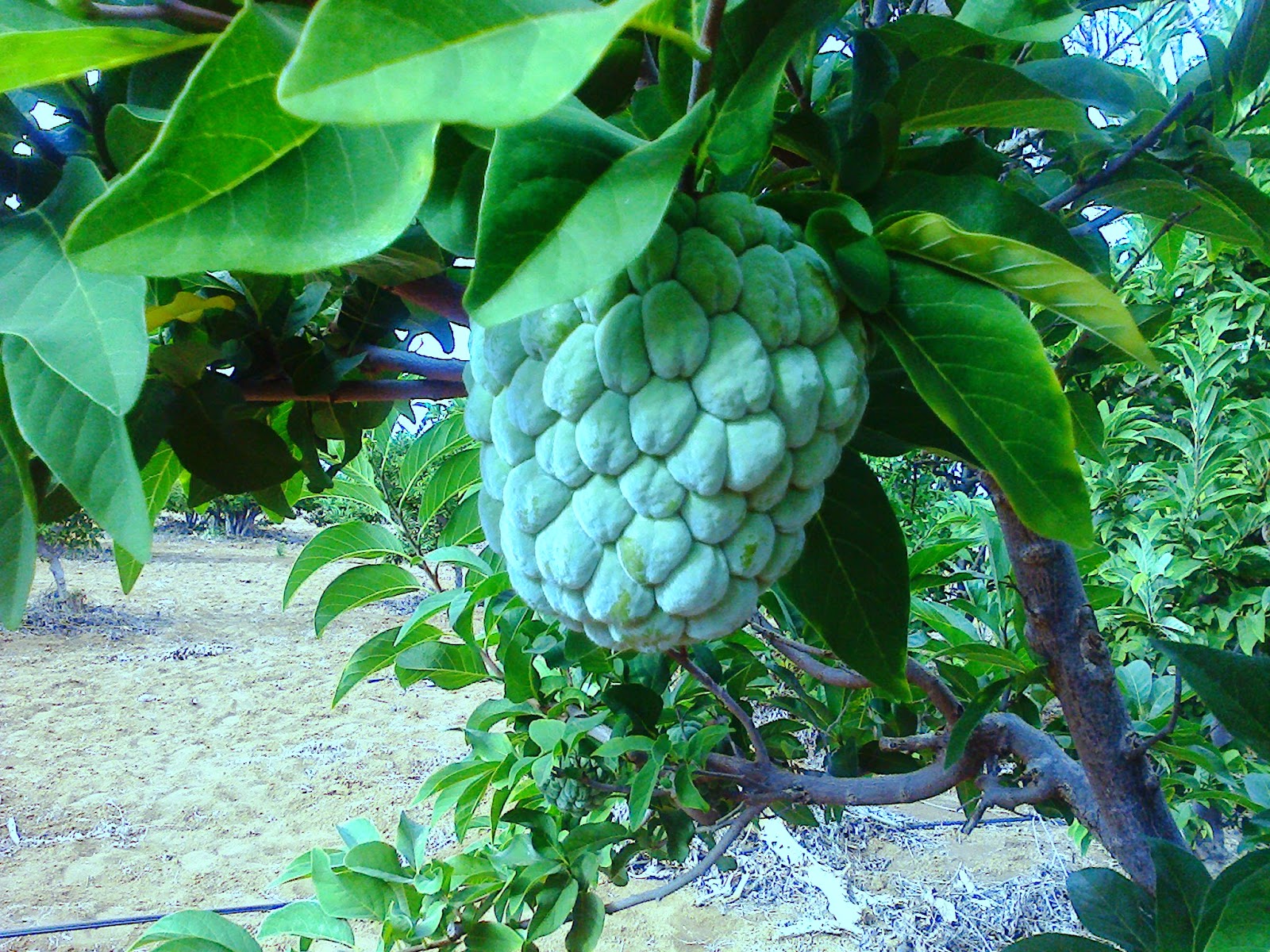 Pinha, Annona Squamosa, Fruta do Conde, Ata, e o desenvolvimento de ...