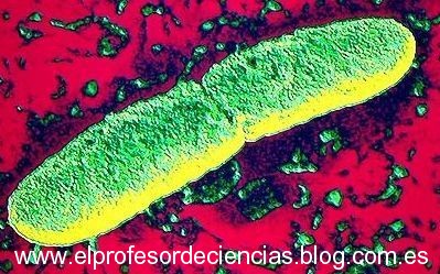 ENFERMEDADES INFECCIOSAS Y MICROBIOLOGIA MEDICA: LA PESTE-DEFINICION ...