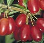 Blog cu de toate: FRUCTELE DE PADURE