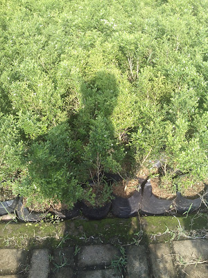 taman-murah123: jual bibit pohon kemuning micro murah | jual pohon ...