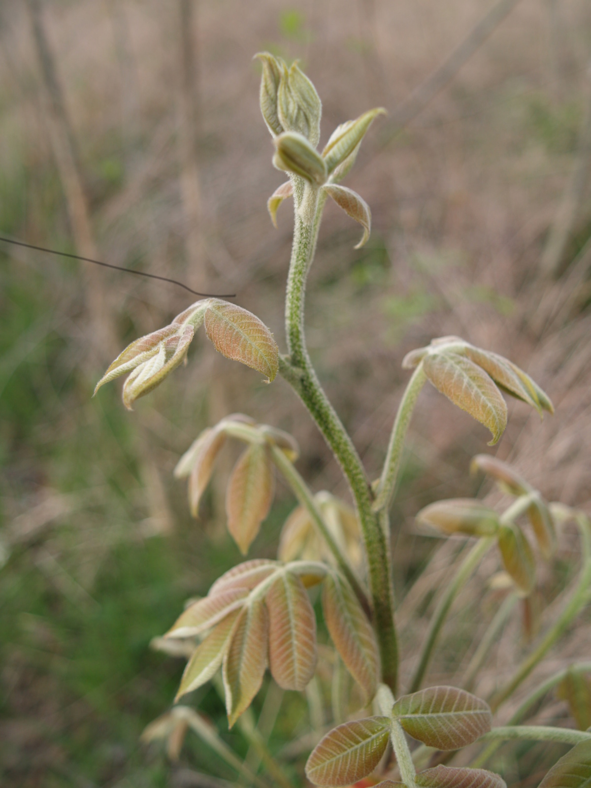 KnitOwl: Curiosity.. woodland plants, garden