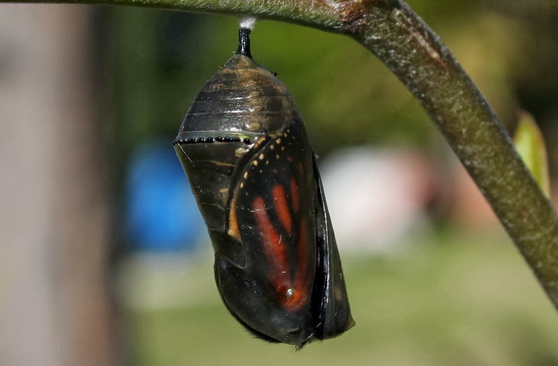 Entrelazando mundos: Espadas, Arados y Crisálidas
