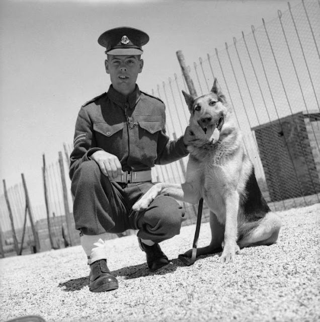 World War II in Pictures: Dogs of World War II