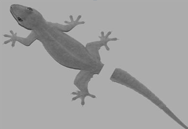 Top Populer Hewan Autotomi, Ide Instimewa!