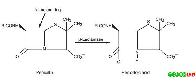 [Microbiology] Atlas of Antimicrobial Susceptibility Testing | Free ...