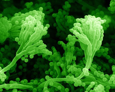 Exam Preparation - Biology Study Material and Notes