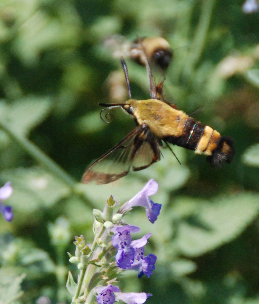 Gaia Garden: Another Hawk Moth in the Garden - Snowberry Clearwing