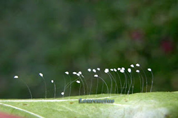 Foto Dan Legenda Bunga Udumbara Mekar Setiap 3000 Tahun Sekali - Laurencius