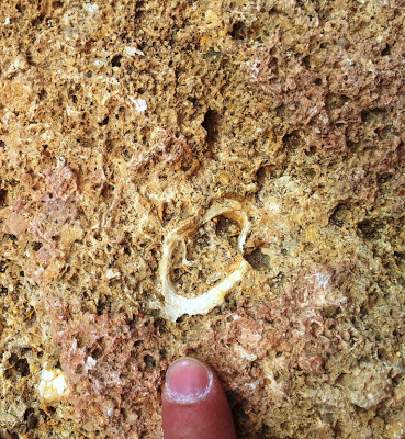 La molasa de Montesa. Una historia del Neógeno : Aventuras geológicas ...