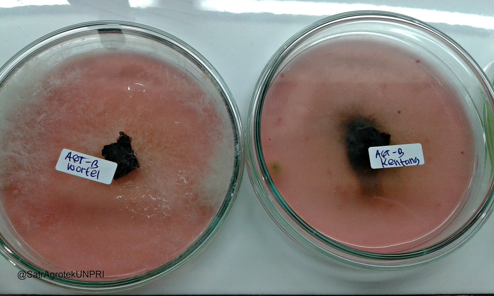 Pembuatan Berbagai Media Biakan Buatan Untuk Menumbuhkan Jamur ...