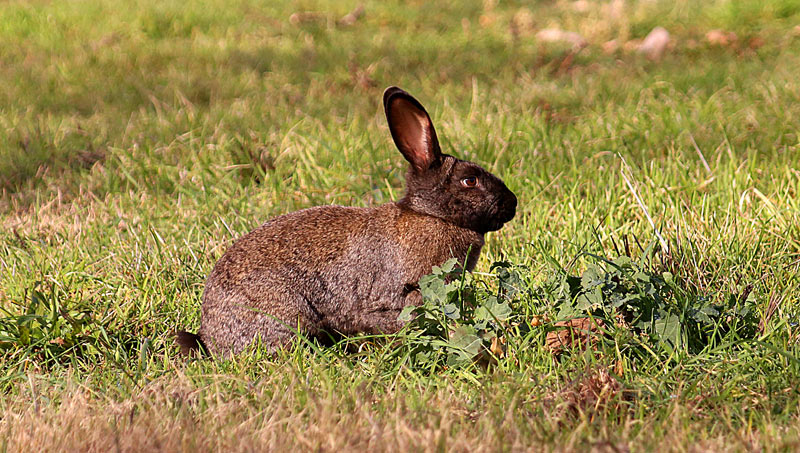 Foto-Natura-Huesca: LEPÓRIDO Leporidae Johann Gotthelf Fischer von ...
