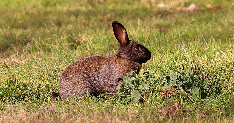 Foto-Natura-Huesca: LEPÓRIDO Leporidae Johann Gotthelf Fischer von ...