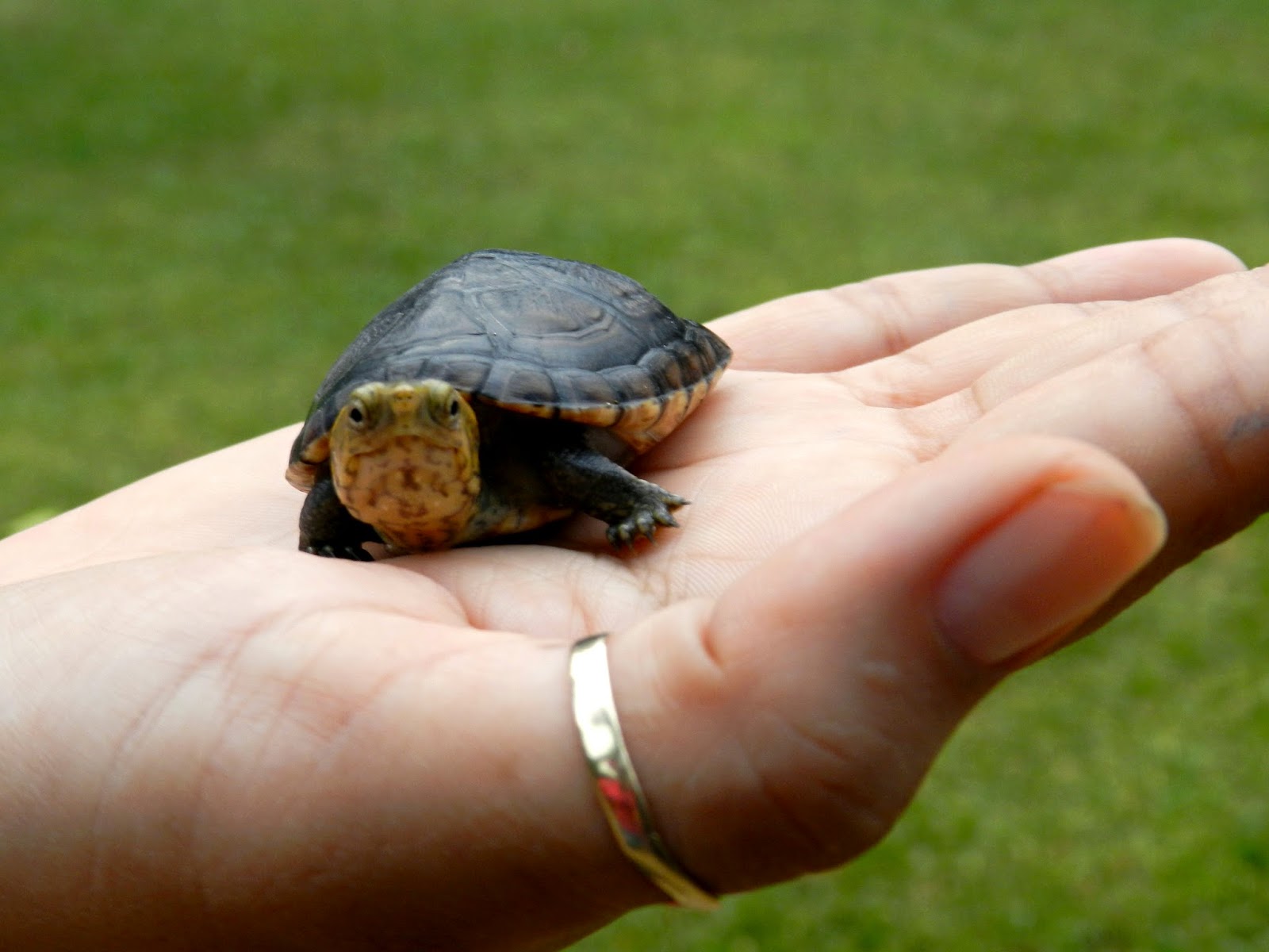 Save the Hickatee Project: Save the Hickatee Project