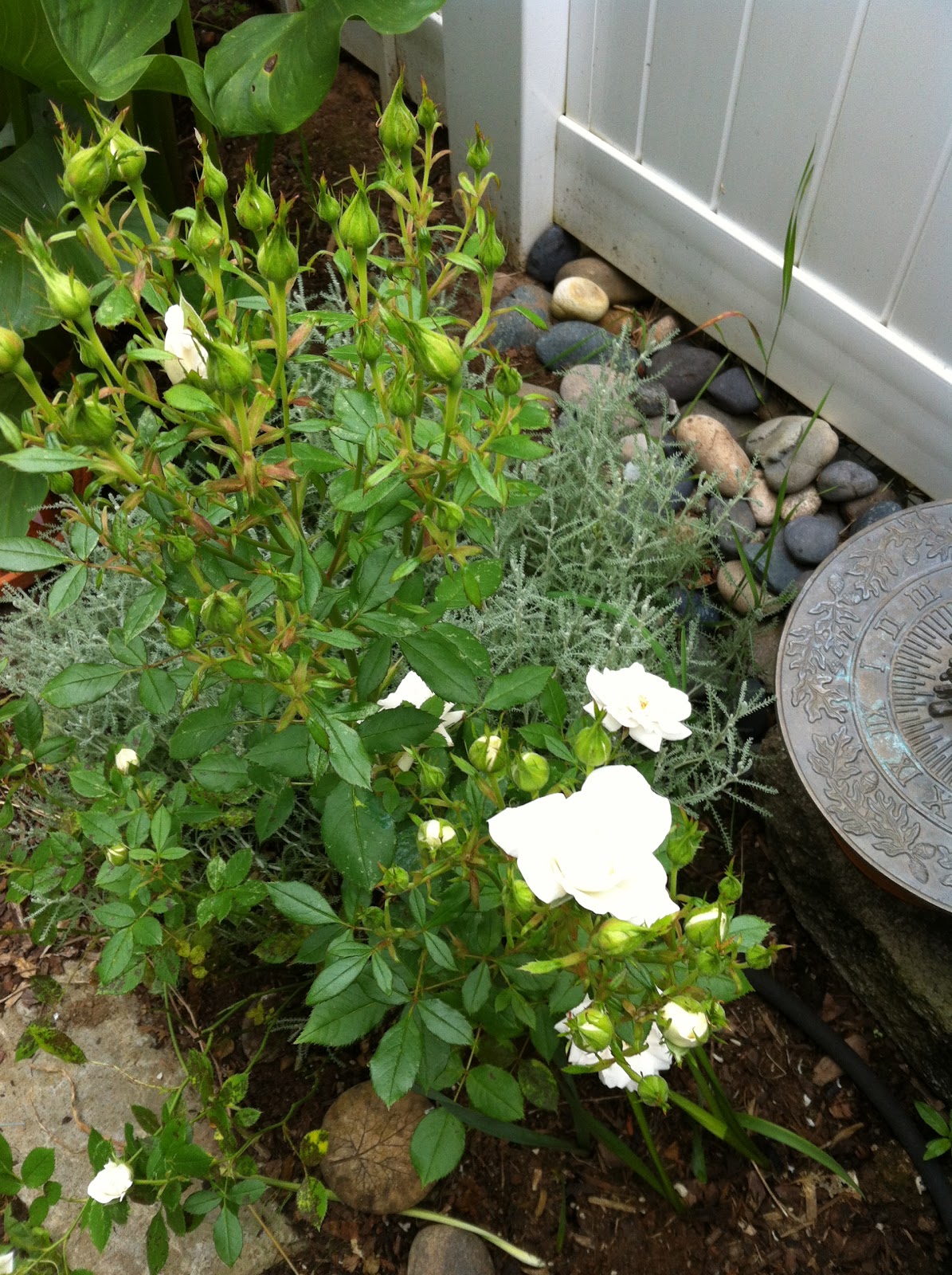 All-Purpose Flower: White Roses