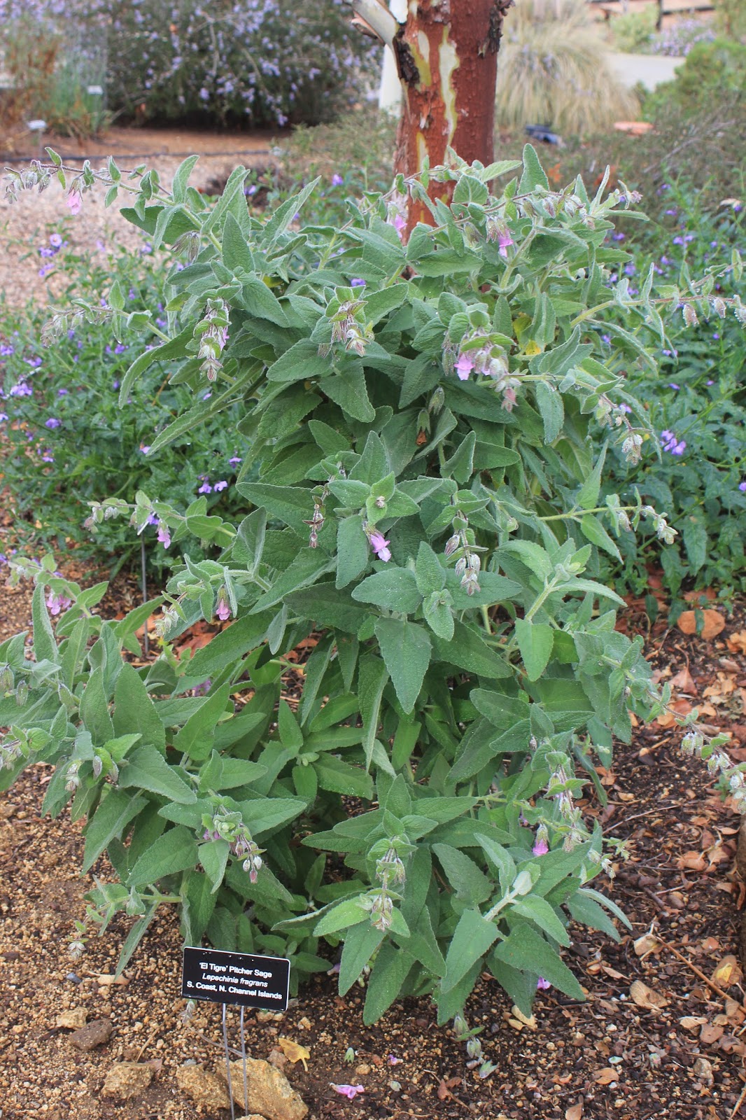 Camissonia's Corner: A Requiem for Winter (oh, wait - we just got 11 ...