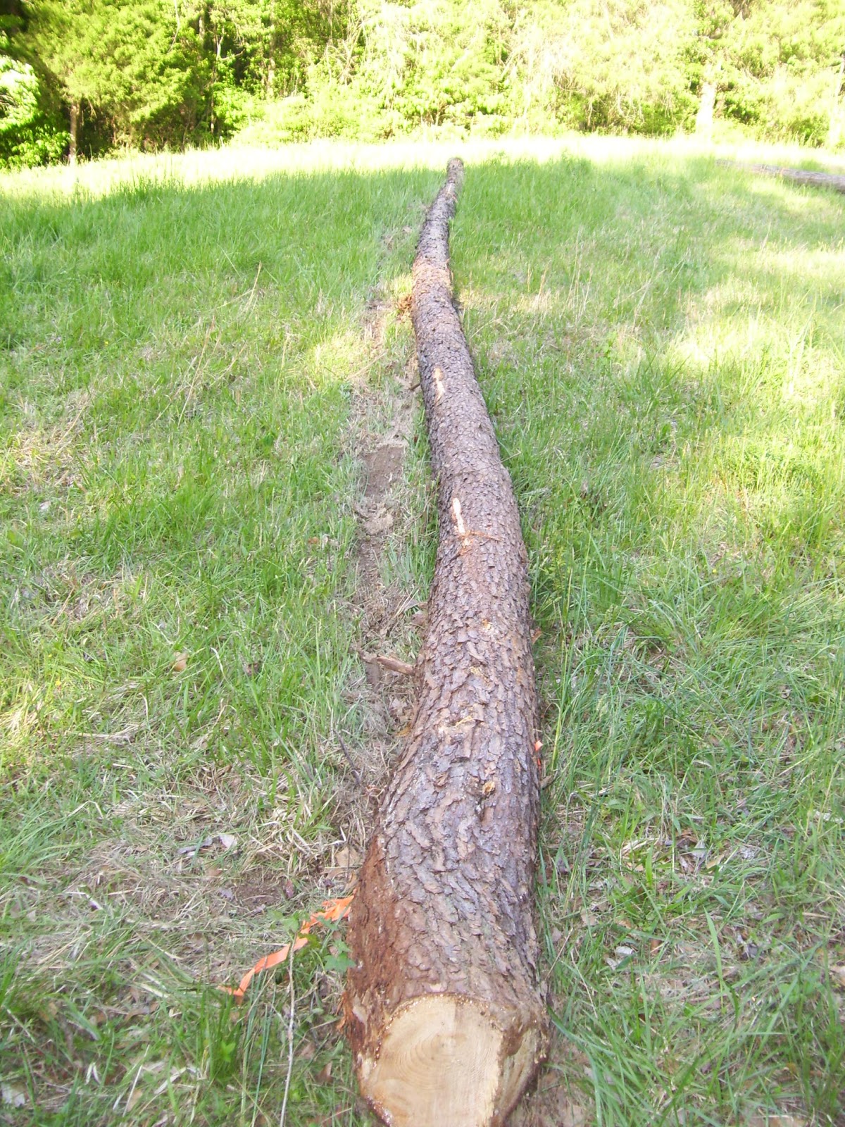 Building a butt and pass log cabin: First day of actually getting to ...