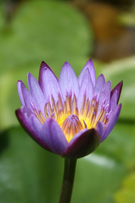 deanitha's blog: BUNGA LOTUS