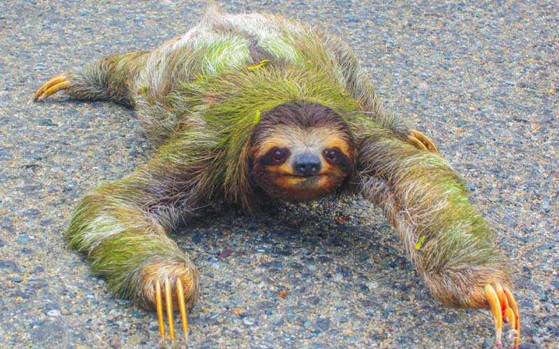 TEMBEL HAYVAN (MİSKİN)HAKKINDA BİLGİ