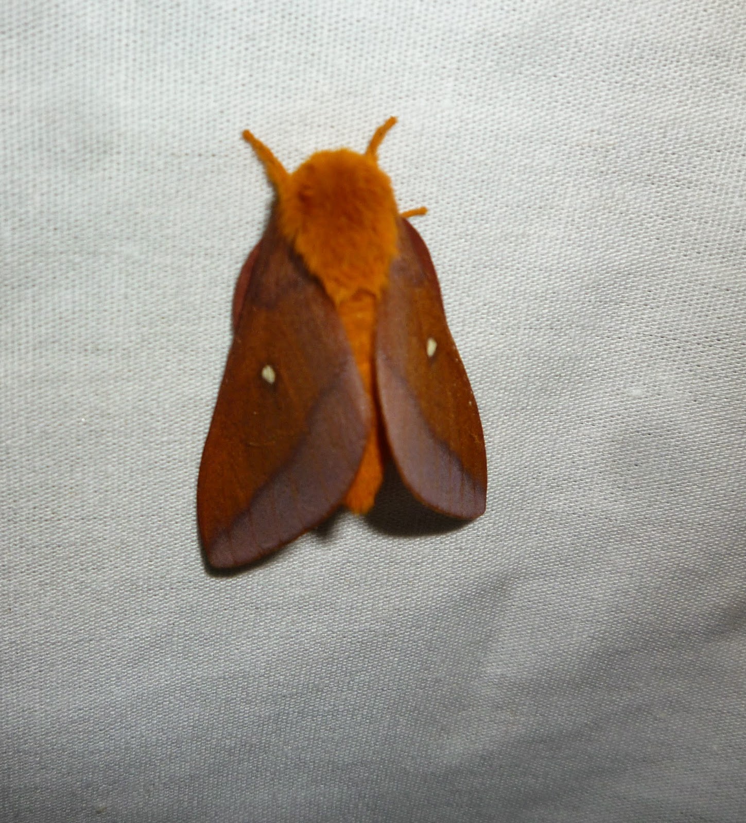 From Bluebirds to Turtles: MID-JULY "MOTH HUNTING" WITH THE GRANDSONS ...
