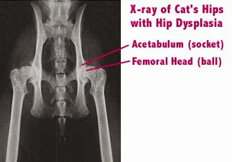 Your Maine Coon Guide