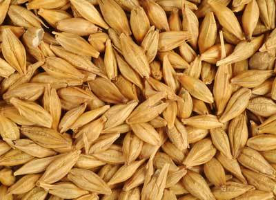 Menjadi Bulir Gandum | RENUNGAN HARIAN