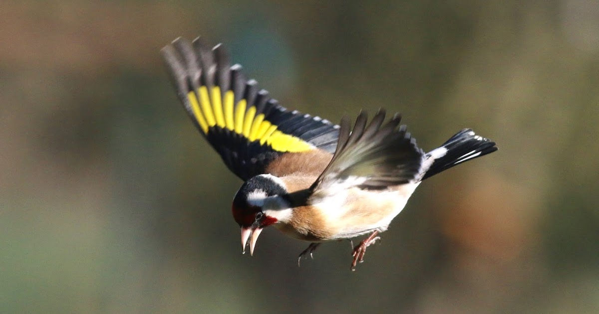 NAŠE ZAHRADY: Ptáci na zahradě. Stehlík v letu sleduje místo k přistání ...