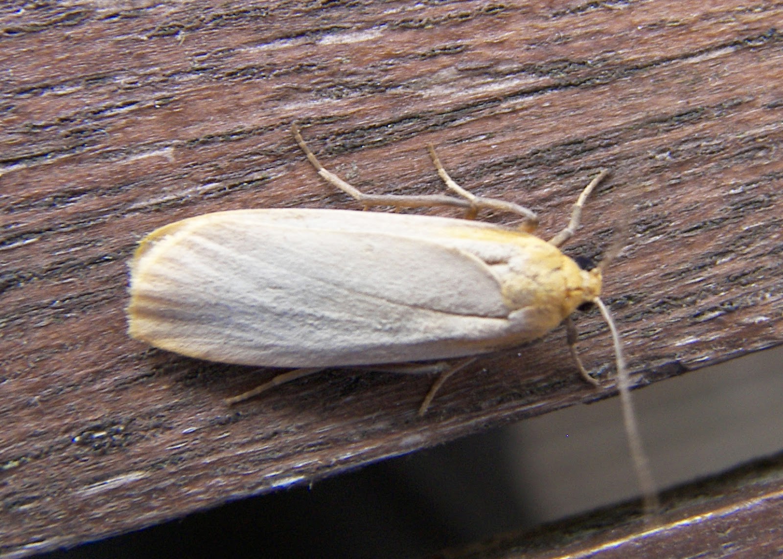Wychwood Moths: Hooray for a Hoary Footman - VC30 first